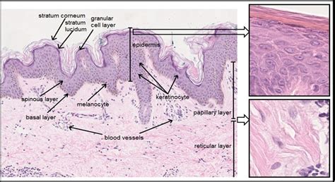 Bioactive Compounds For Skin Health A Review Mdpi