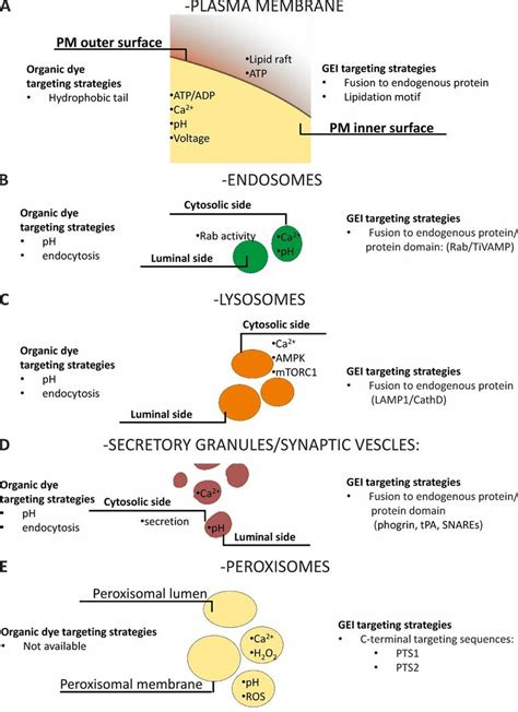 Schematic Representation Of Targeting Strategies Targeting Strategies Download Scientific