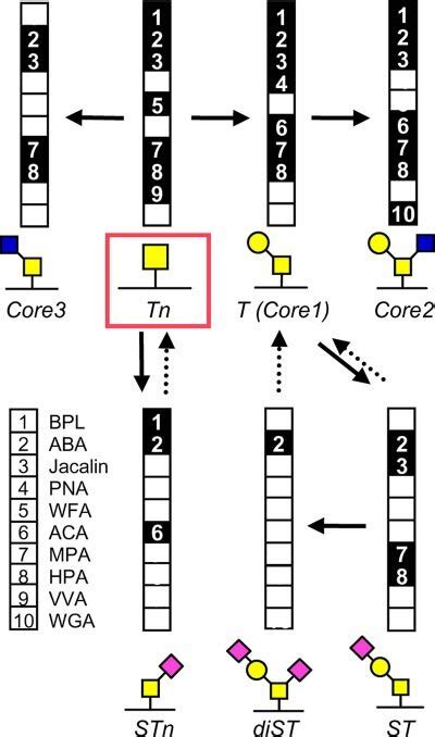 focused differential glycan profiling of podoplanins pods relation