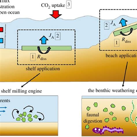 Pdf Negative Co2 Emissions Via Enhanced Silicate Weathering In Coastal Environments