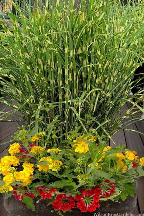 Buy Bandwidth Dwarf Zebra Grass Miscanthus Free Shipping Wilson