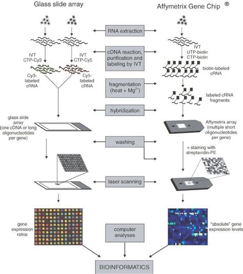 Microarray Molecular Biology Genes Dna Rna Proteins Enzymes Carbohydrates Tissues