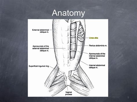 Xiphoid Process Dog