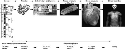 Linking Molecular And Cellular Events With Physiological Function Must Download Scientific