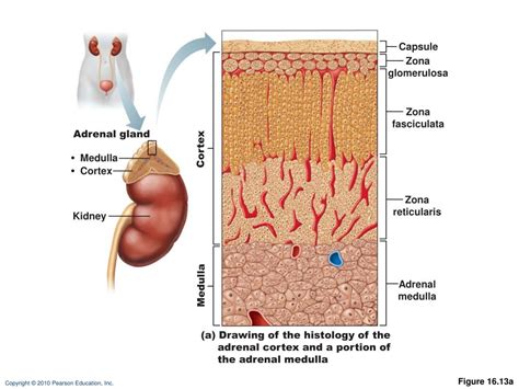 ppt the posterior pituitary powerpoint presentation free download