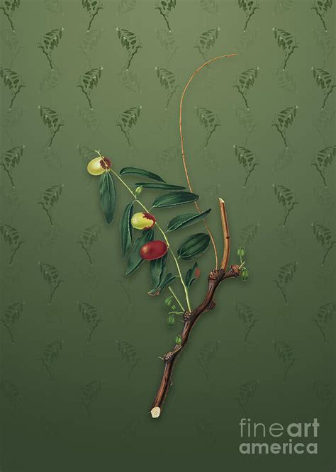 Vintage Jujube Botanical Art On Lunar Green Pattern N4400 Mixed Media