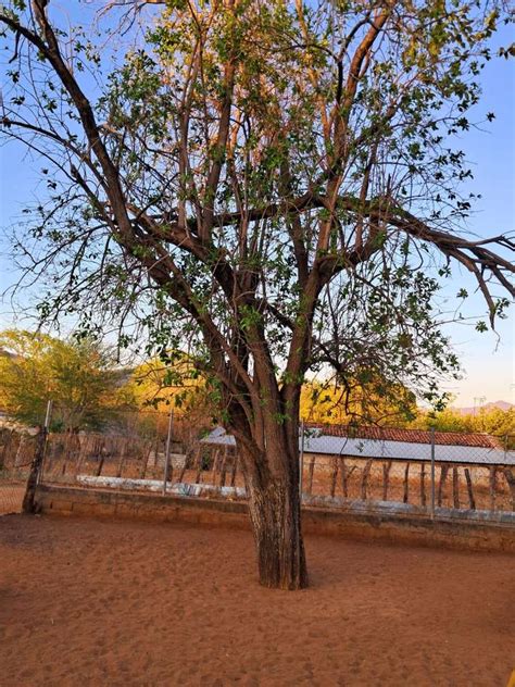 Treasure Tree Puzzle Factory