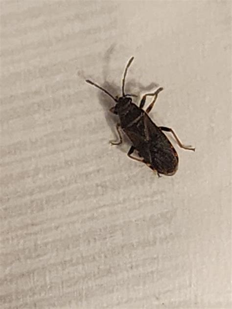 Elm Seed Bug Home Invasion Saskatoon Rsaskatoon