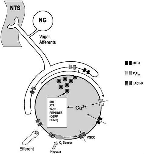 Schematic Diagram Of Neural Components And Pathways Involved In The