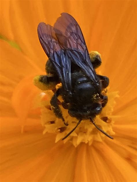 Is This A Small Carpenter Bee R Bees