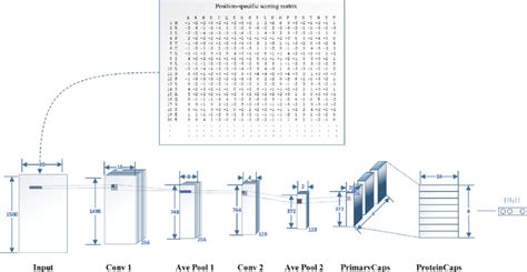 the evolutionary information model uses 2d conv and capsnet layers