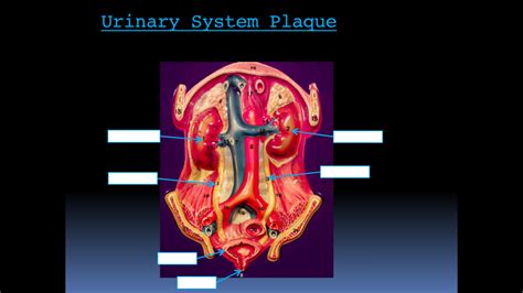 Urinary System Plaque 3 Diagram Quizlet