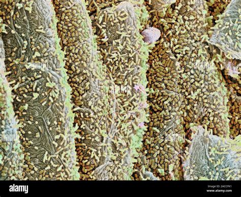 E Coli Bacteria Coloured Scanning Electron Micrograph Sem Of Escherichia Coli Bacteria In A