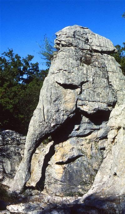 Mud Fossils Giants