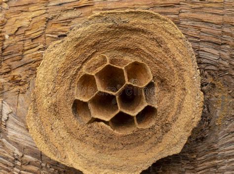 An Amazing Engineering Structure Is A Nest Of A Colony Of Hornets Stock