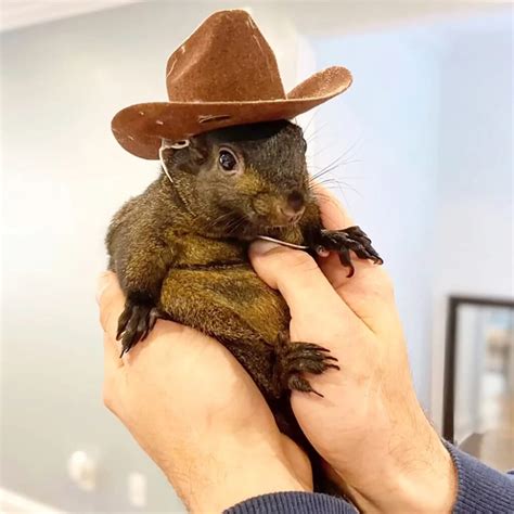 Peanut The Squirrel Pnut Crypto