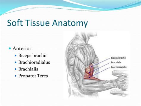 Ppt The Elbow Powerpoint Presentation Free Download Id 2251407