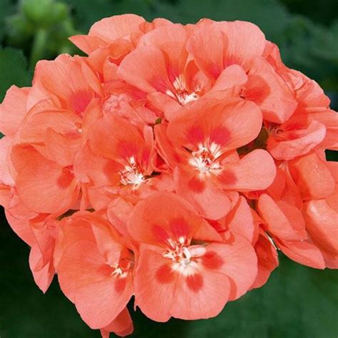 Salmon Geranium Zonal At Douglas Byrd Blog