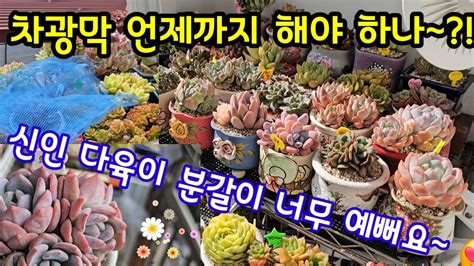 베란다 다육이 가을빛이 좋치만 아직도 화상피해 차광막을 열심히 해야지요 ~🌸신입 다육이 분갈이 너무 예뻐요 ~😍 Youtube