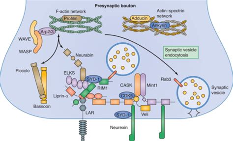 Synaptic Vesicle Cycle Flashcards Quizlet