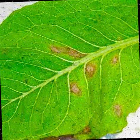 Septoria Blight Object Detection Dataset By Sandunika