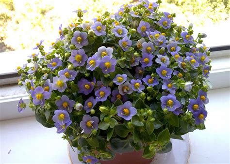 სურნელოვანი მცენარეების სია ბინისთვის