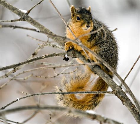 Fox Squirrel Stock Image Image Of Nature Closeup Tail 4426519