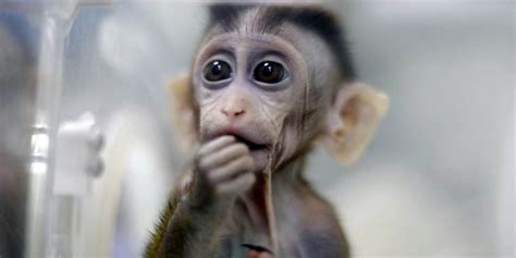 Gambar Monyet Perempuan Lucu ~ Gambar Hd Gratis