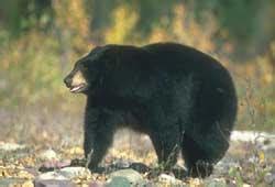 Crater Lake National Park Wildlife