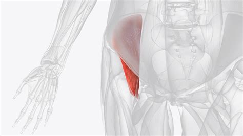 Premium Photo The Iliacus Is A Flat Triangular Muscle Which Fills The