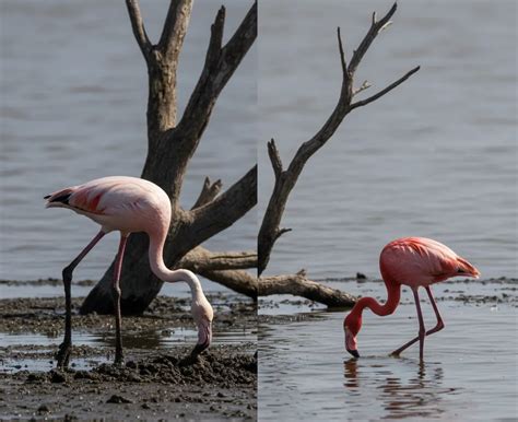 Flamingos In Lake Nakuru 2026 Dont Visit Without This Insider Guide