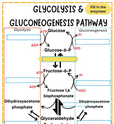 Glycolysis And Gluconeogenesis Worksheet Etsy