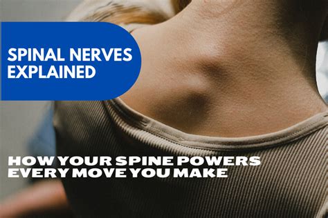 Spinal Nerves Explained How Spine Powers Every Movement
