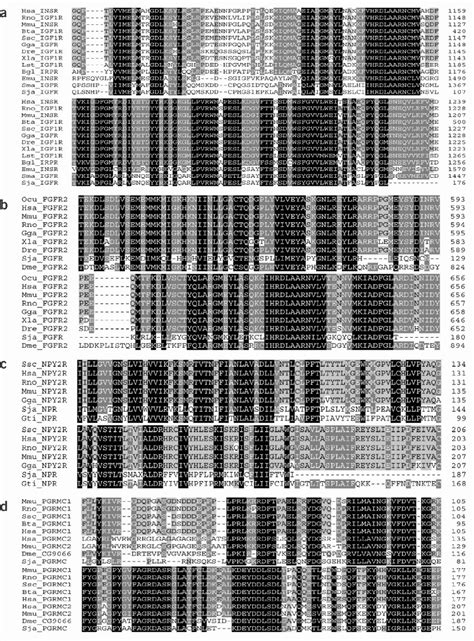 Multiple Sequence Alignments Of Receptors Conserved Between S Download Scientific Diagram