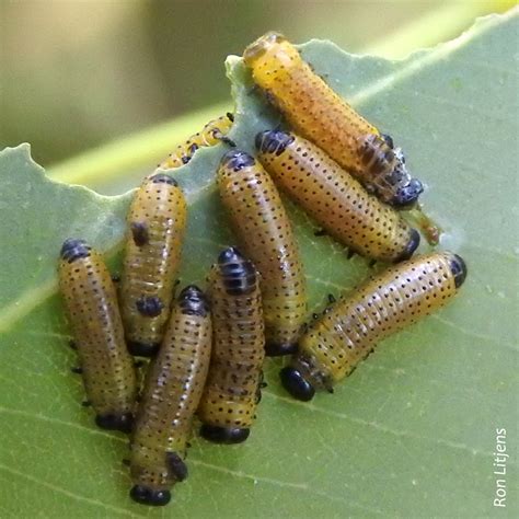 Lifecycle In Five Pictures Focus On Fauna