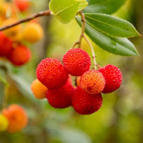 Buy Strawberry Tree Arbutus Unedo £2799 Delivery By Crocus
