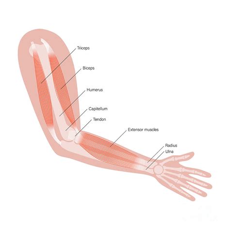 Arm Anatomy 26 Photograph By Science Photo Library Pixels