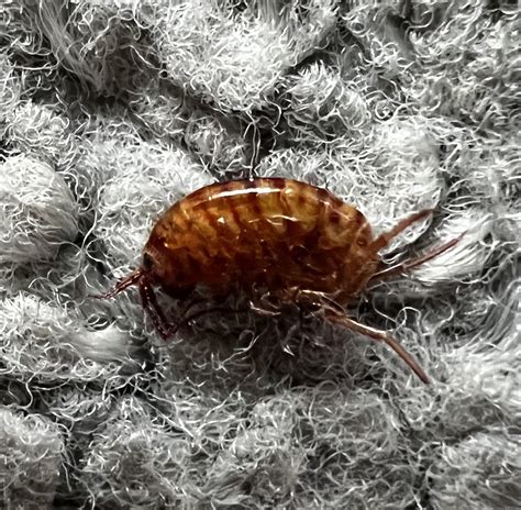 What Is This Bug Been Randomly Seeing Dozens Of Dead Ones On Floor In House Sydney Australia