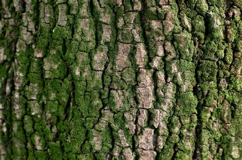 Premium Photo Tree Cortex Texture
