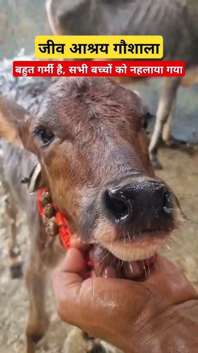 Jeev Aashraya Gaushala Cow Shelter Home Jeevaashraya Lucknow