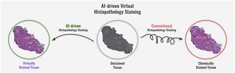 A Gentle Introduction To Ai Driven Virtual Histopathology Staining