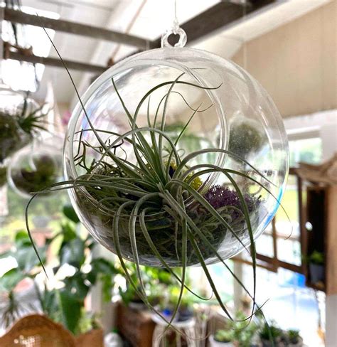 Using Moss With Air Plants At Brenda Edmonds Blog