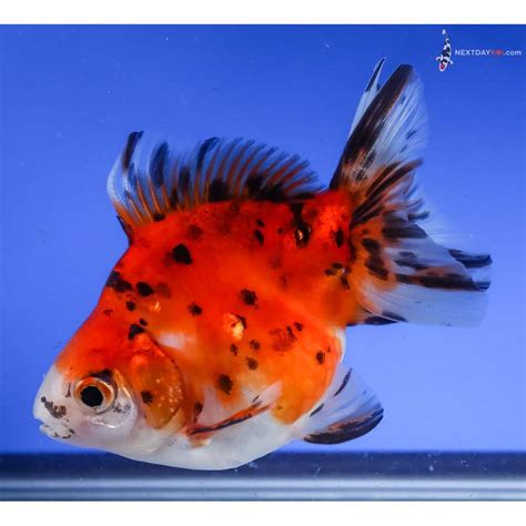 4” Imported Male Calico Ryukin Next Day Koi