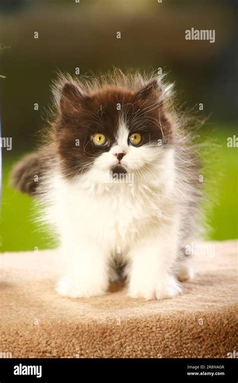 British Longhair Cat Kitten Black And White Highlander Lowlander