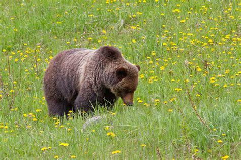 Wildlife Viewing Canadas Alberta