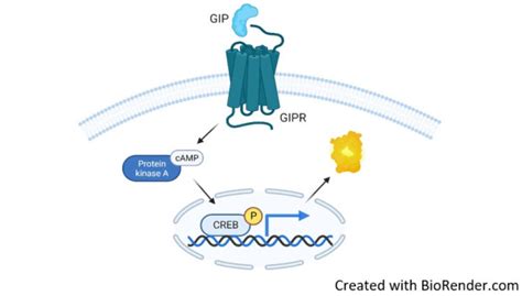Gipr Cre Luciferase Reporter Hek293 Cell Line Bps Bioscience
