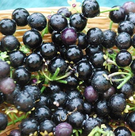 Wonderberry Rare Seeds Solanum Burbankii Sunberry Blackberry Unique