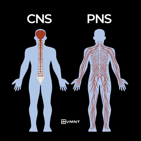 Nervous System Clipart