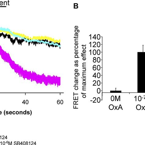 Production And Function Of An Intramolecular Fret Sensor For The Orexin