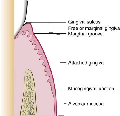 1 Anatomy Of The Periodontium Pocket Dentistry